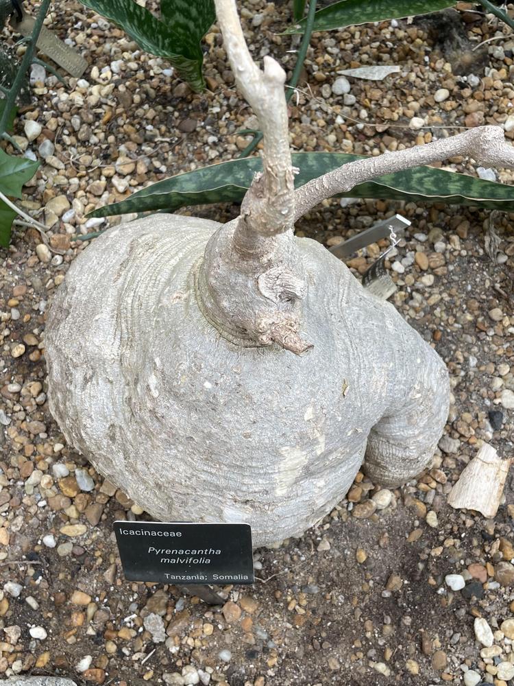 Photo of the roots of Monkey Chair (Pyrenacantha malvifolia) posted by ...