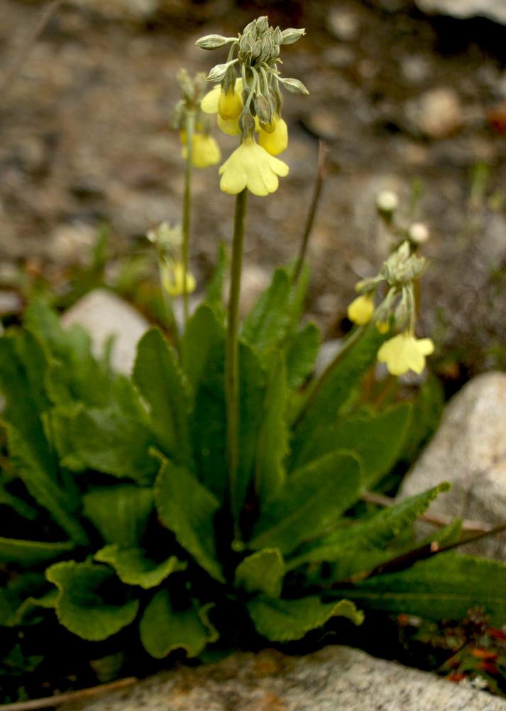 Photo of the entire plant of Himalayan Primrose (Primula sikkimensis ...