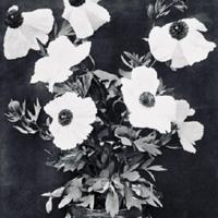 Photo of the documentation of Bristly Matilija Poppy (Romneya ...