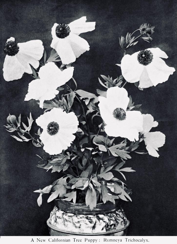 Photo of the documentation of Bristly Matilija Poppy (Romneya ...