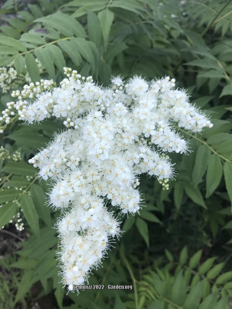 Photo of the bloom of Ural False Spiraea (Sorbaria sorbifolia) posted ...