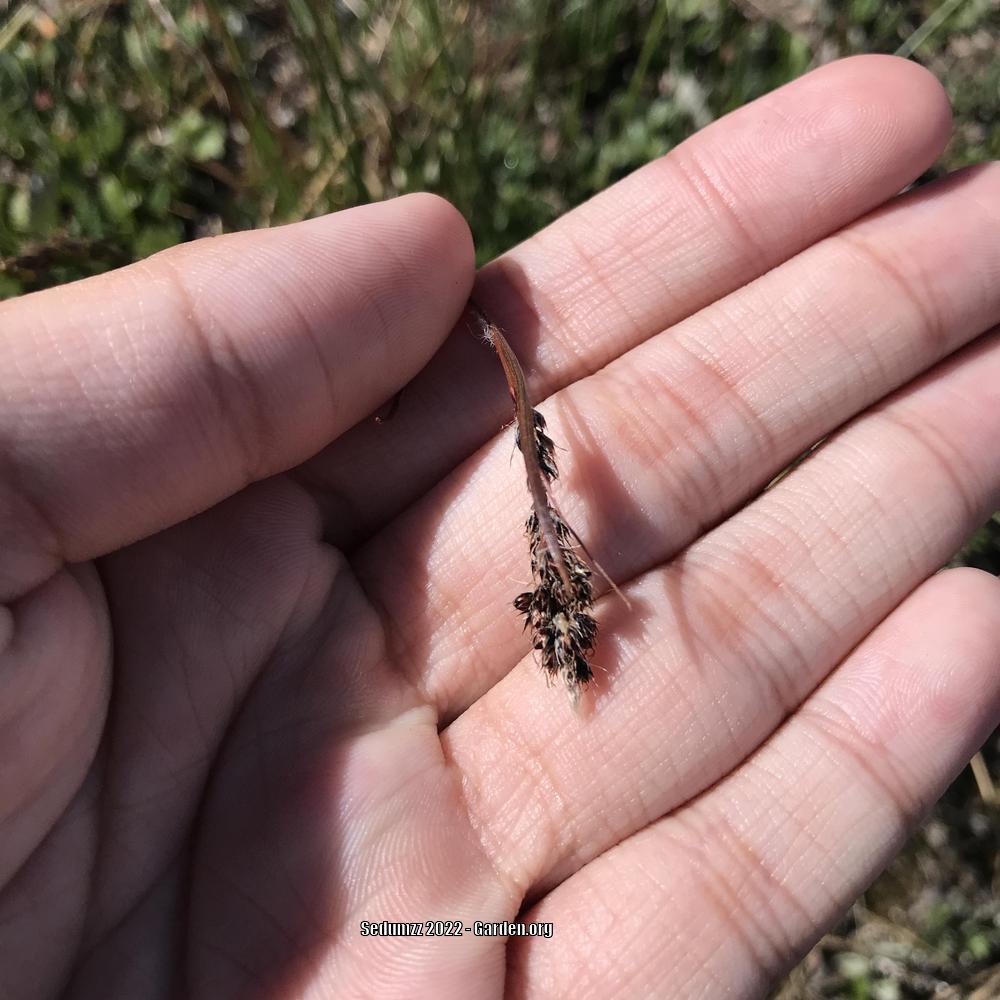 Photo of the bloom of Spiked Woodrush (Luzula spicata) posted by ...