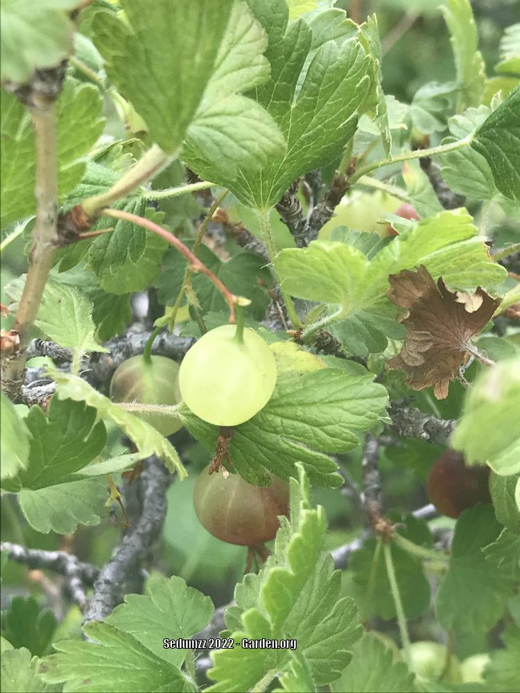 Photo of the fruit of Canadian Gooseberry (Ribes oxyacanthoides) posted ...