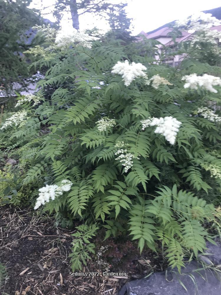 Photo of the entire plant of Ural False Spiraea (Sorbaria sorbifolia ...