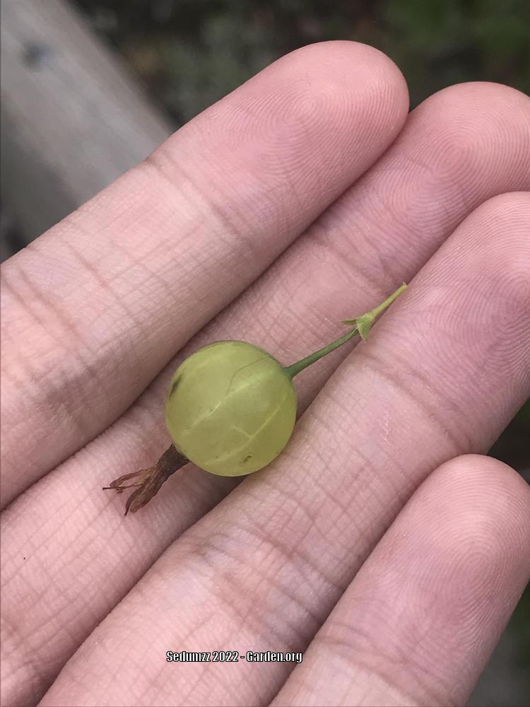Photo of the fruit of Canadian Gooseberry (Ribes oxyacanthoides) posted ...