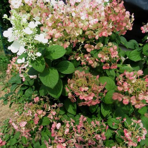 Panicle Hydrangea (Hydrangea paniculata Little Quick Fire®) in the ...