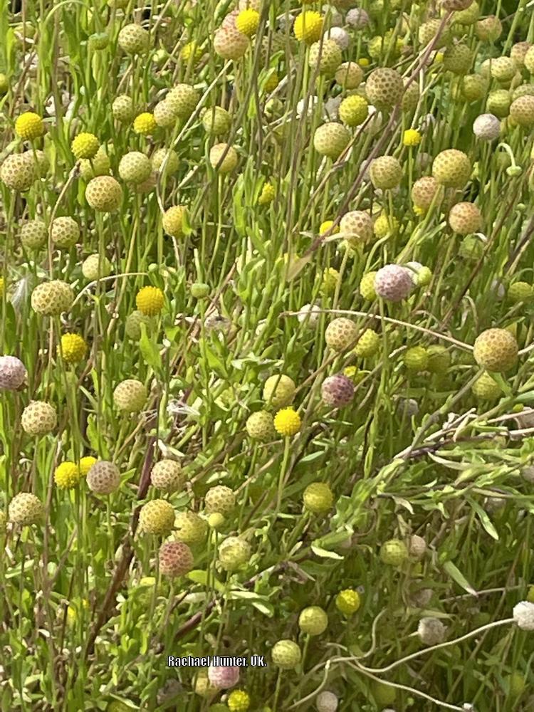 Photo of the entire plant of Pineapples (Helenium aromaticum) posted by ...