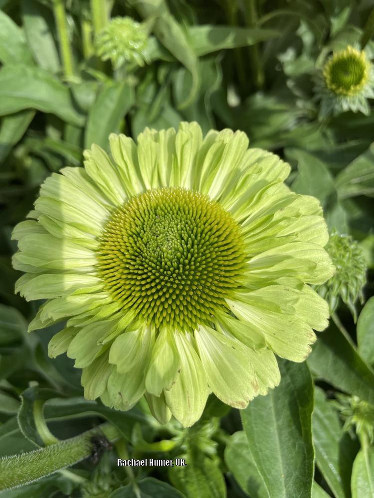 Photo of the bloom of Coneflower (Echinacea SunSeekers® Apple Green ...