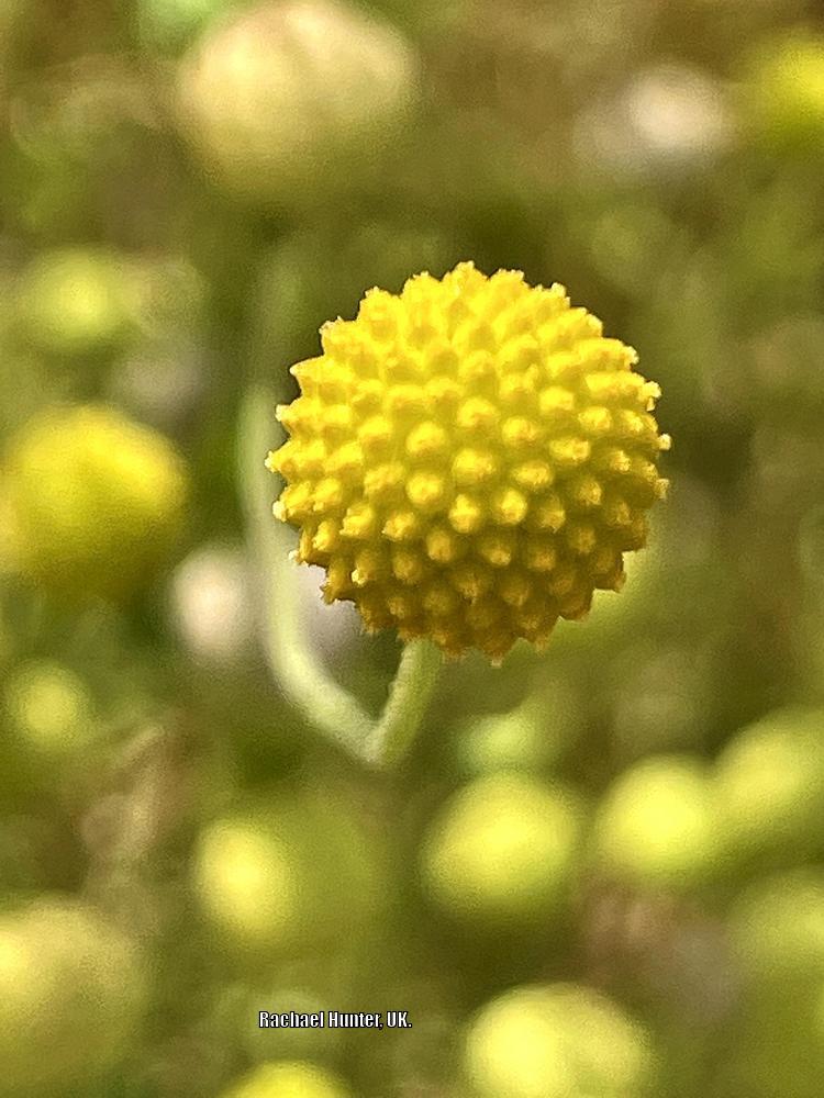 Helenium aromaticum - Garden.org