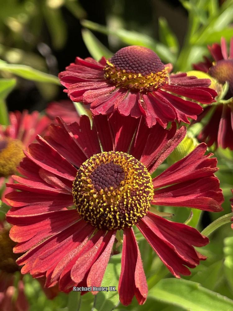 Photo of the bloom of Sneezeweed (Helenium autumnale Mariachi™ Siesta ...