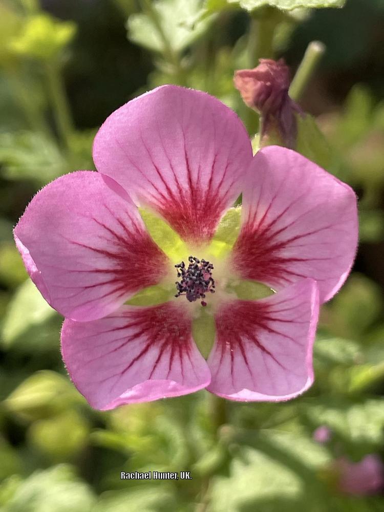 Photo of the bloom of Cape Mallow (Anisodontea capensis Lady in Pink ...