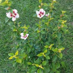 Dwarf Rose of Sharon (Hibiscus syriacus Lil Kim™) in the Roses of ...