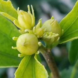Dwarf Rose of Sharon (Hibiscus syriacus Lil Kim™) in the Roses of ...