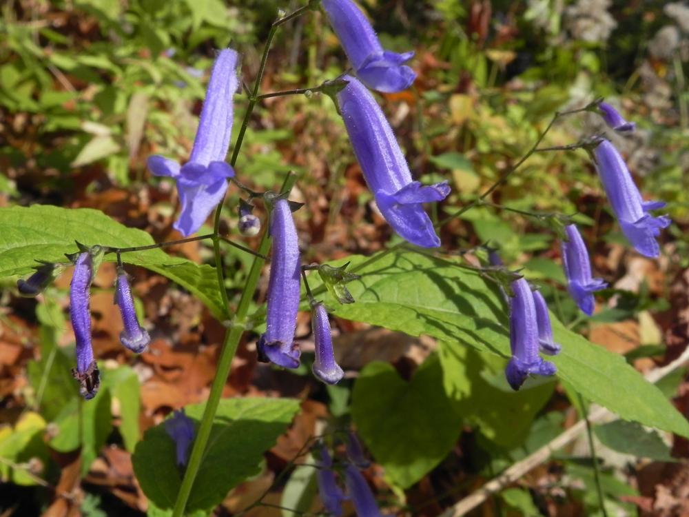 Photo of the bloom of Trumpet Spurflower (Isodon longitubus) posted by ...