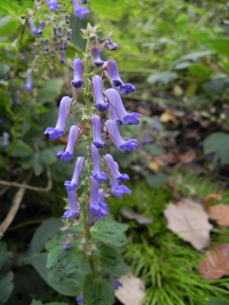 Photo of the bloom of Isodon umbrosus posted by SL_gardener - Garden.org