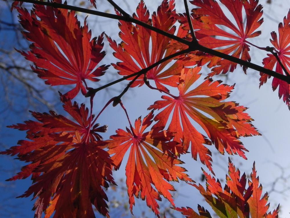 Photo of the fall color of Full Moon Maple (Acer japonicum 'Maiku Jaku ...