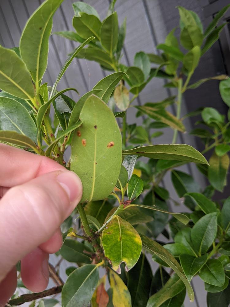 Diseased Privet - bark coming off in the Ask a Question forum - Garden.org