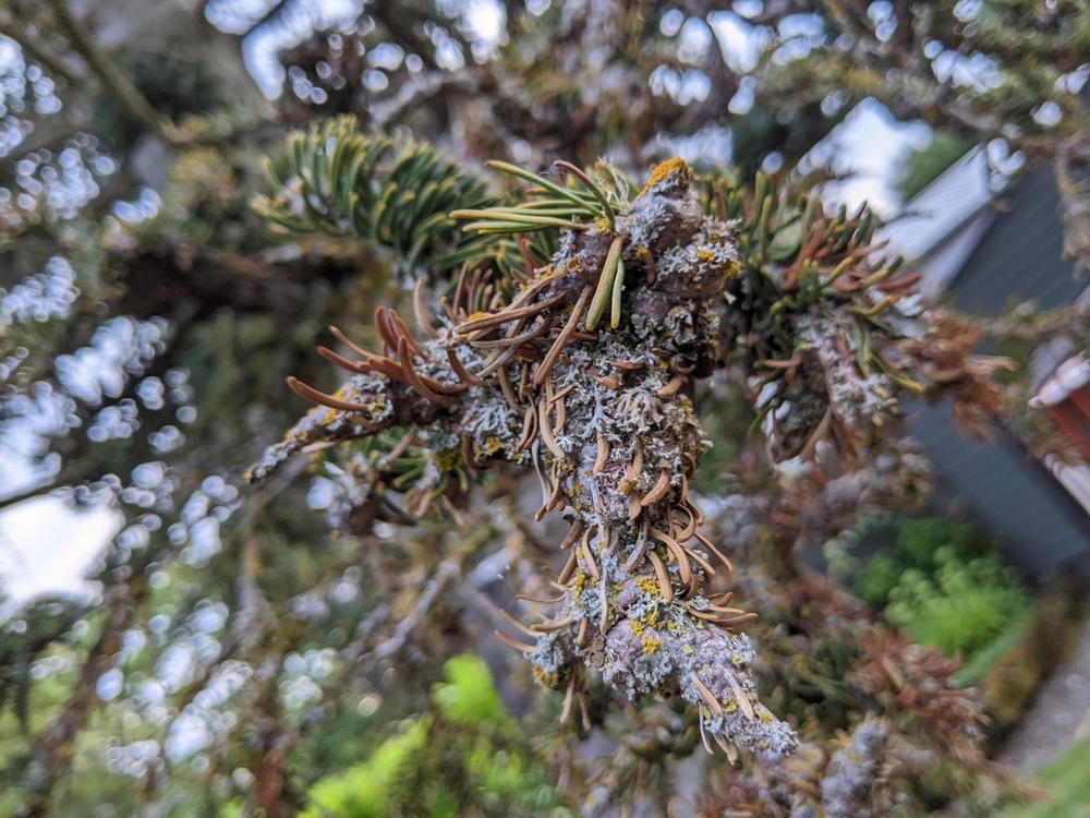 Tree Disease on several branches on fir tree in the Ask a Question ...