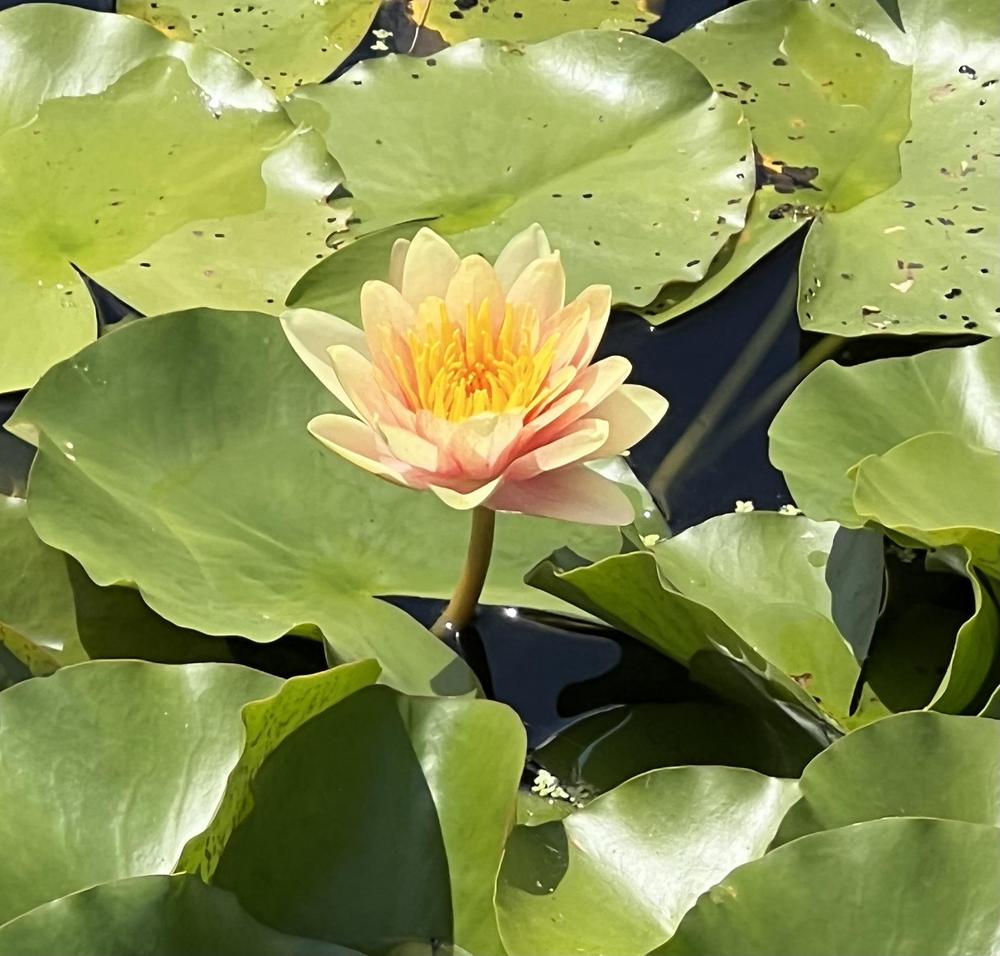 Photo of the bloom of Hardy Water Lily (Nymphaea 'Paul Hariot') posted ...