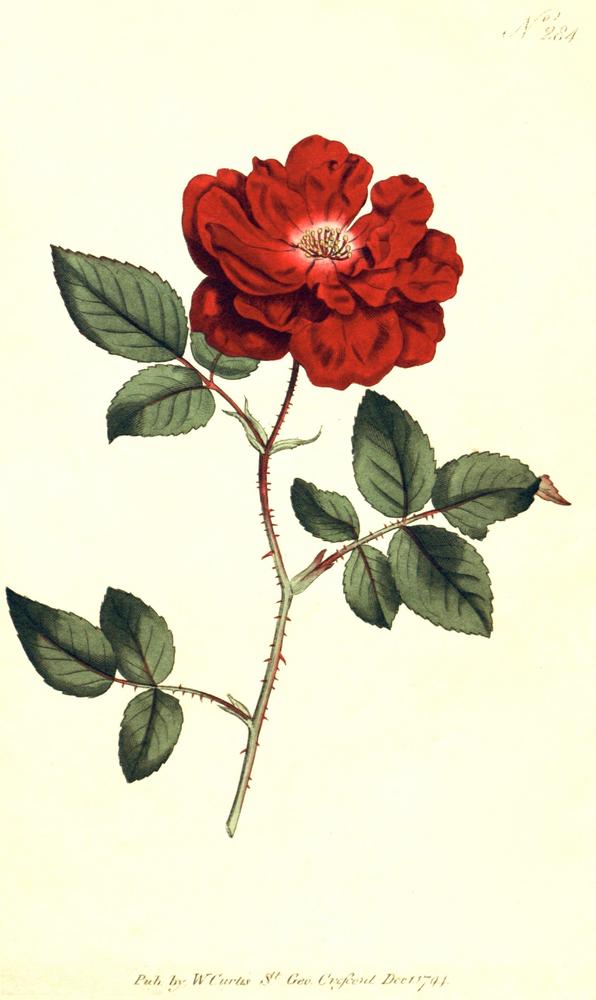 China Rose (Rosa chinensis var. semperflorens) in the Roses Database ...