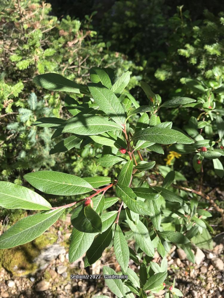 Beaked Willow (Salix bebbiana) - Garden.org