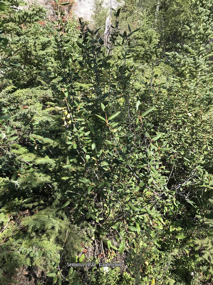 Photo of the entire plant of Canada Buffaloberry (Shepherdia canadensis ...