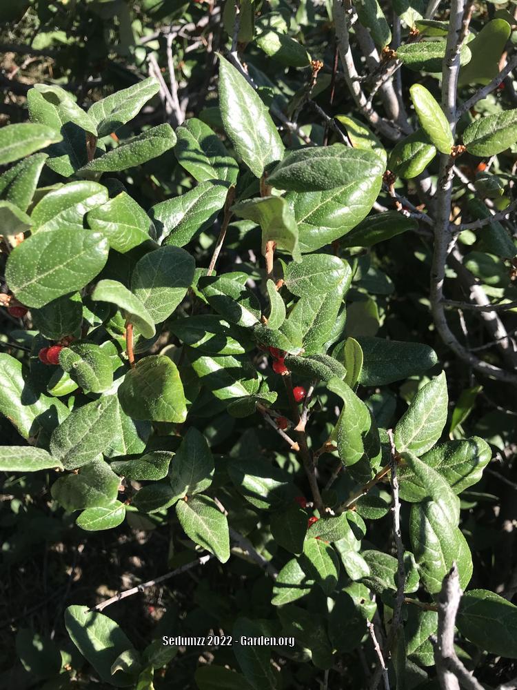 Photo of the entire plant of Canada Buffaloberry (Shepherdia canadensis ...
