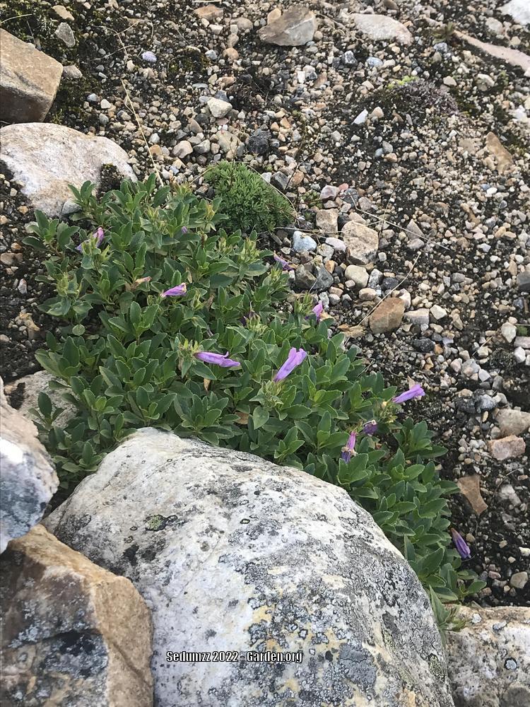 Photo of the entire plant of Rocky Ledge Penstemon (Penstemon ...