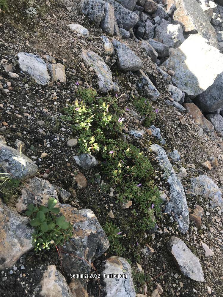 Photo of the entire plant of Rocky Ledge Penstemon (Penstemon ...