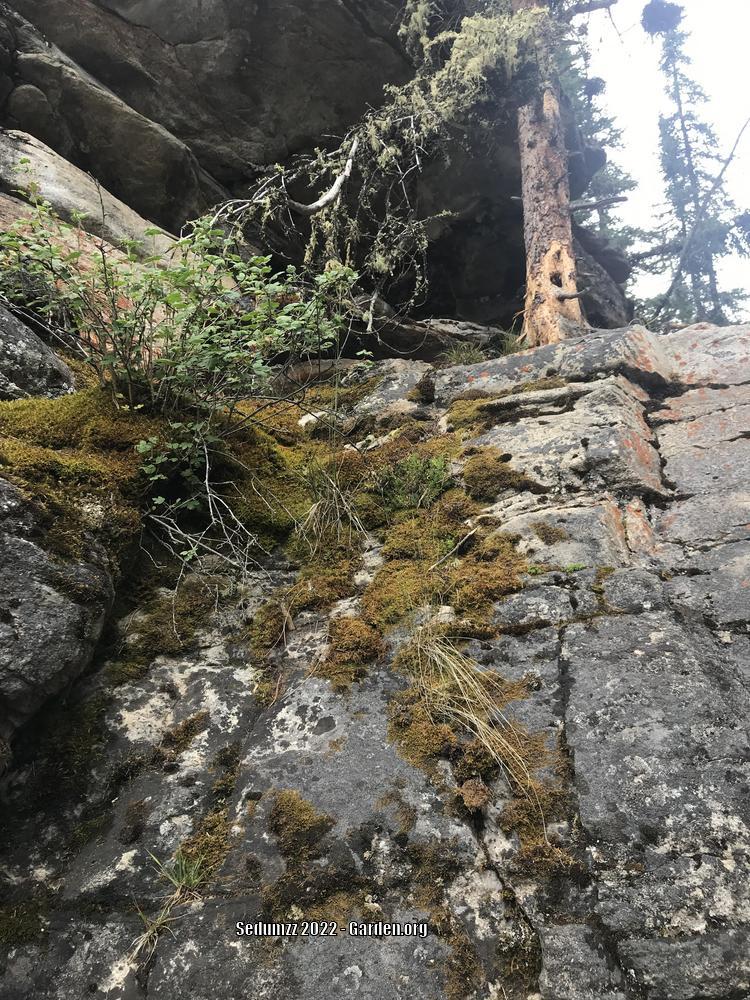 Photo of the habitat view of Spotted Saxifrage (Saxifraga bronchialis ...