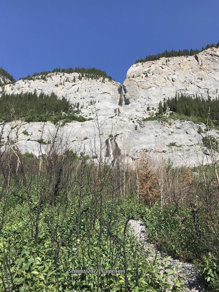 Photo of the habitat view of Quaking Aspen (Populus tremuloides) posted ...