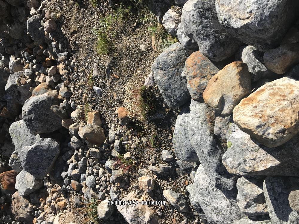 Photo of the habitat view of Spotted Saxifrage (Saxifraga bronchialis ...