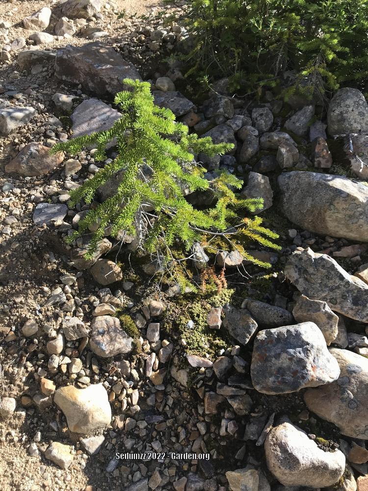 Photo of the entire plant of Subalpine Fir (Abies lasiocarpa) posted by ...