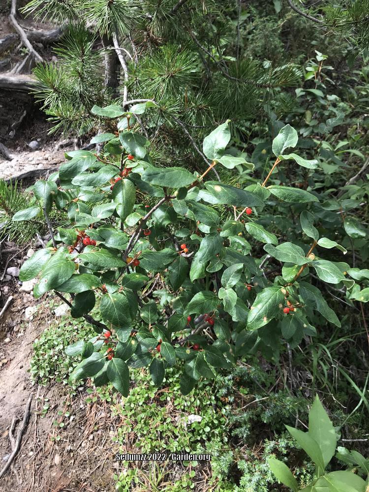 Photo of the entire plant of Canada Buffaloberry (Shepherdia canadensis ...
