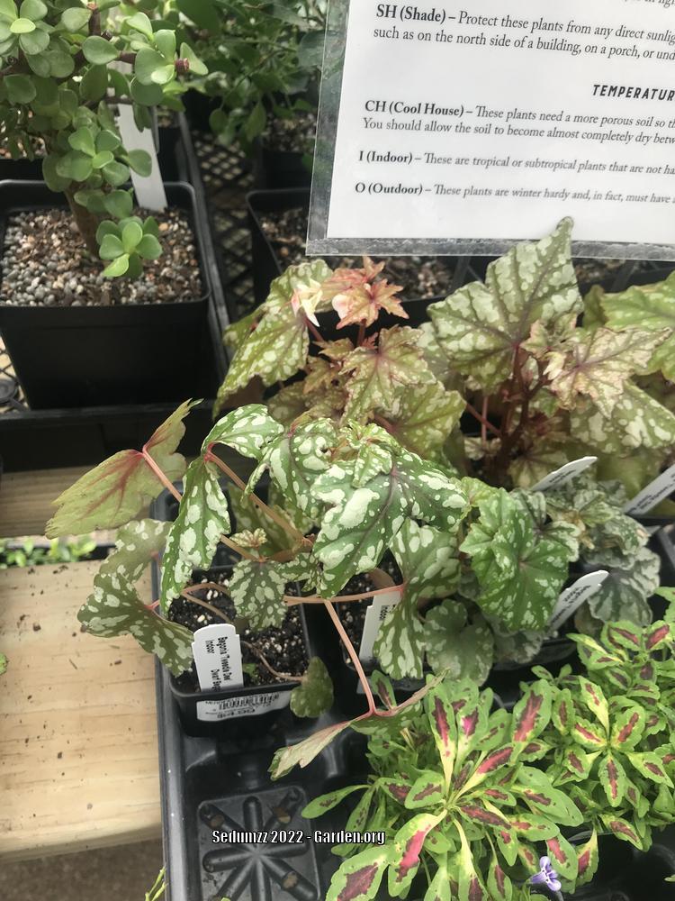 Photo of the entire plant of Begonia 'Tweedle Dee' posted by sedumzz ...