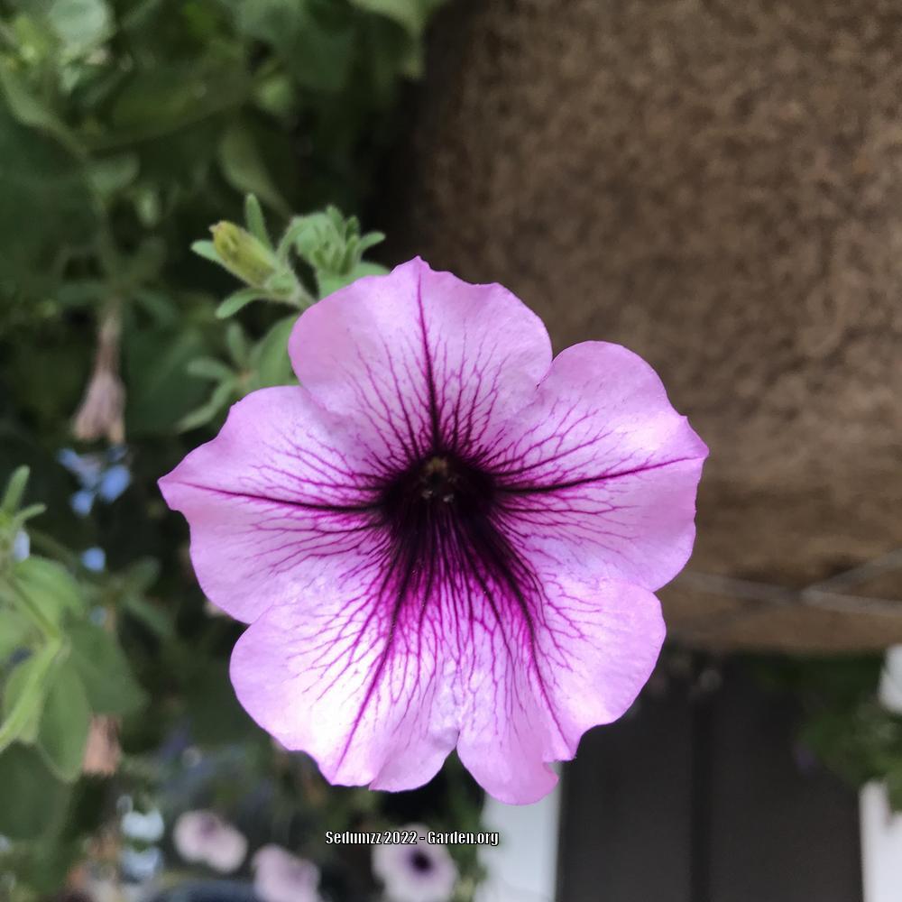 Photo of the bloom of Petunia Supertunia® Trailing Rose Veined posted ...