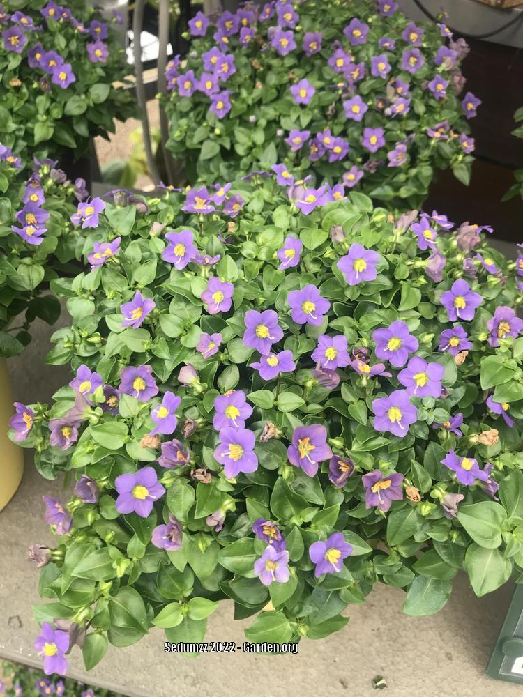 Photo of the entire plant of Persian Violet (Exacum affine) posted by ...