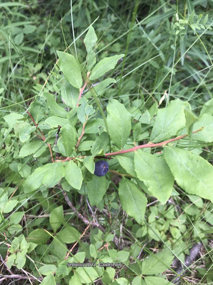Photo of the entire plant of Mountain huckleberry (Vaccinium ...