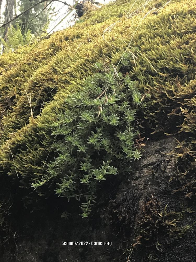 Photo of the entire plant of Spotted Saxifrage (Saxifraga bronchialis ...