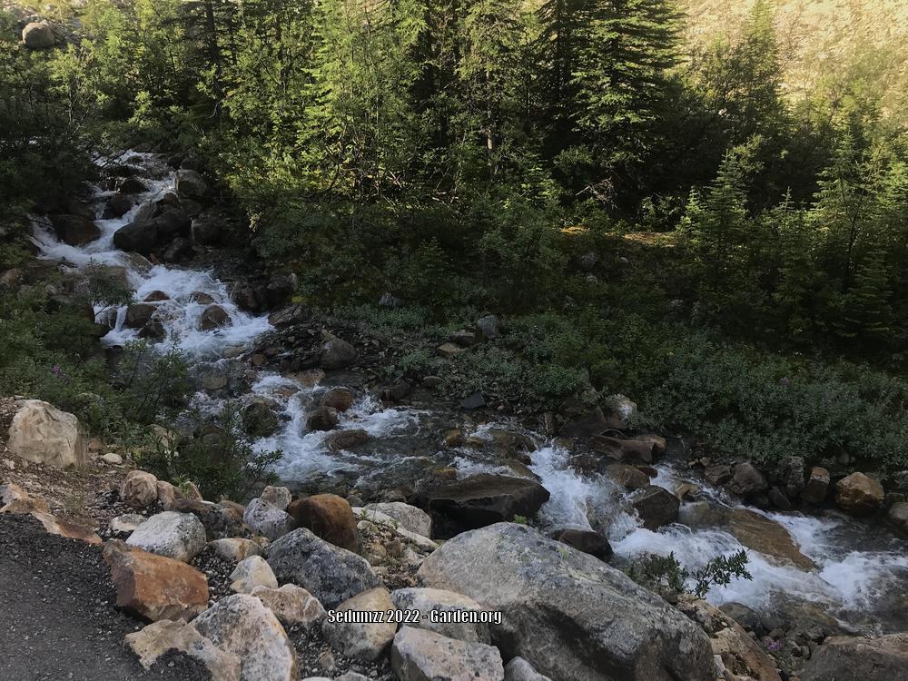 Photo of the habitat view of Twisted Moss (Syntrichia ruralis) posted ...