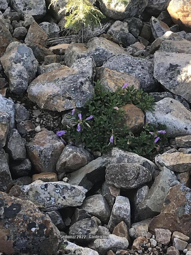 Photo of the entire plant of Rocky Ledge Penstemon (Penstemon ...