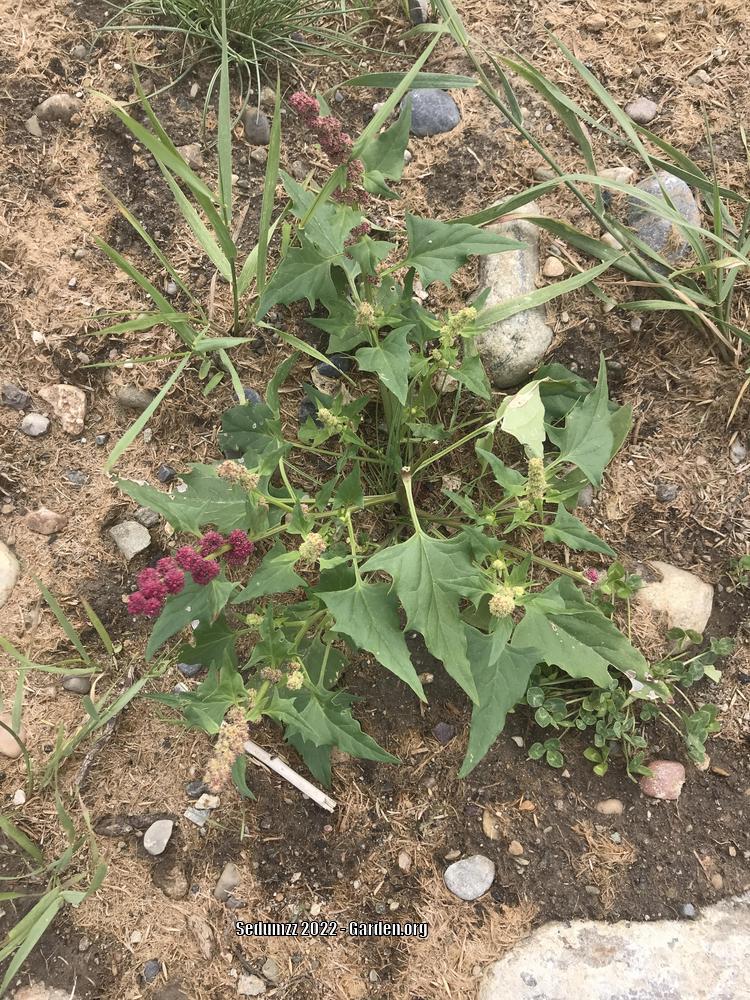 Photo of the entire plant of Strawberry Blite (Blitum capitatum) posted ...