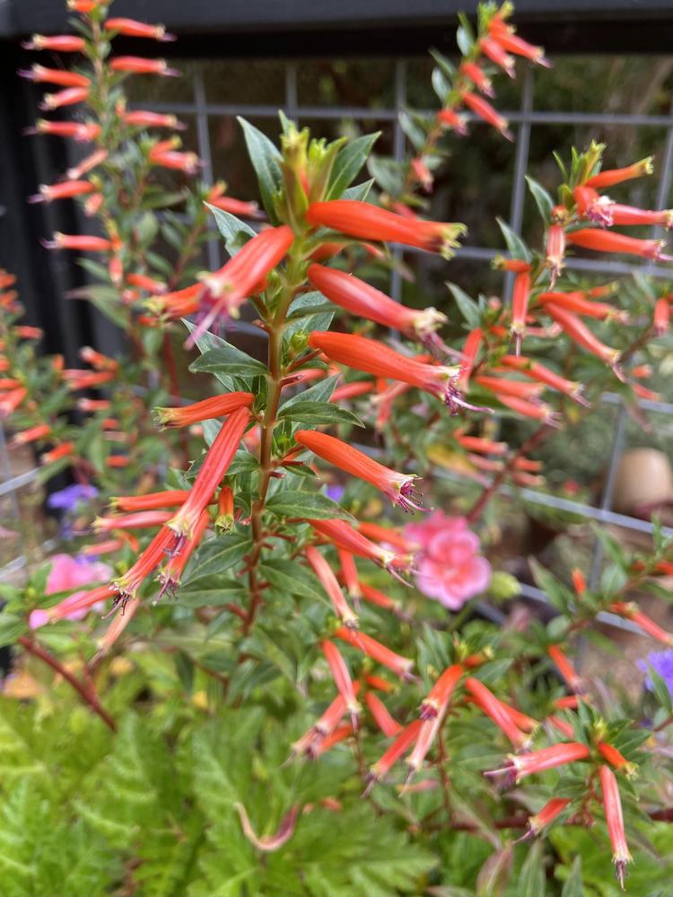 Photo of the bloom of Large Firecracker Plant (Cuphea Vermillionaire ...