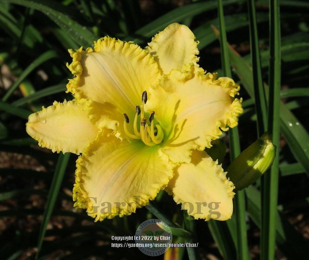 Photo of the bloom of Daylily (Hemerocallis 'Adena Denticles') posted ...