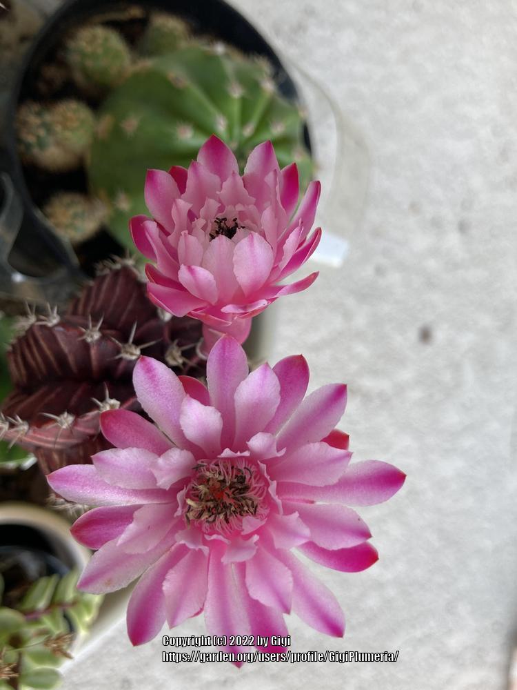 Photo of the bloom of Moon Cactus (Gymnocalycium stenopleurum 'Hibotan ...