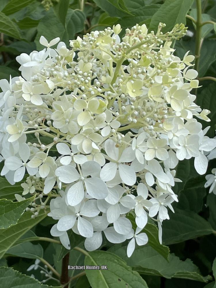 Panicle Hydrangea (Hydrangea paniculata 'Phantom') in the Hydrangeas ...