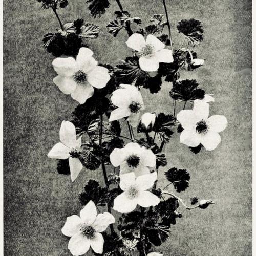 Delicious Raspberry (Rubus deliciosus) in the Rubus Database - Garden.org