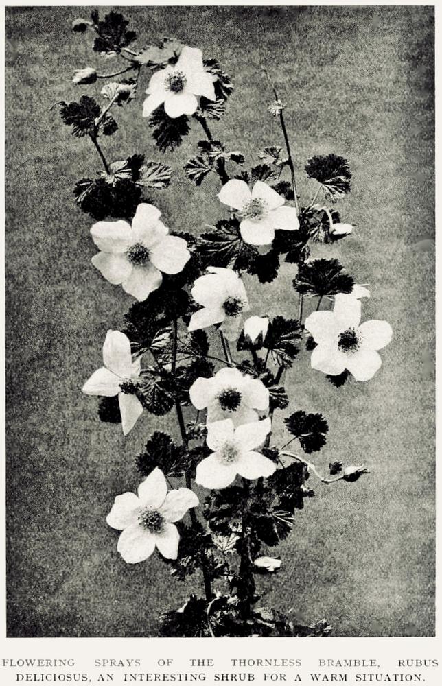 Delicious Raspberry (Rubus deliciosus) in the Rubus Database - Garden.org