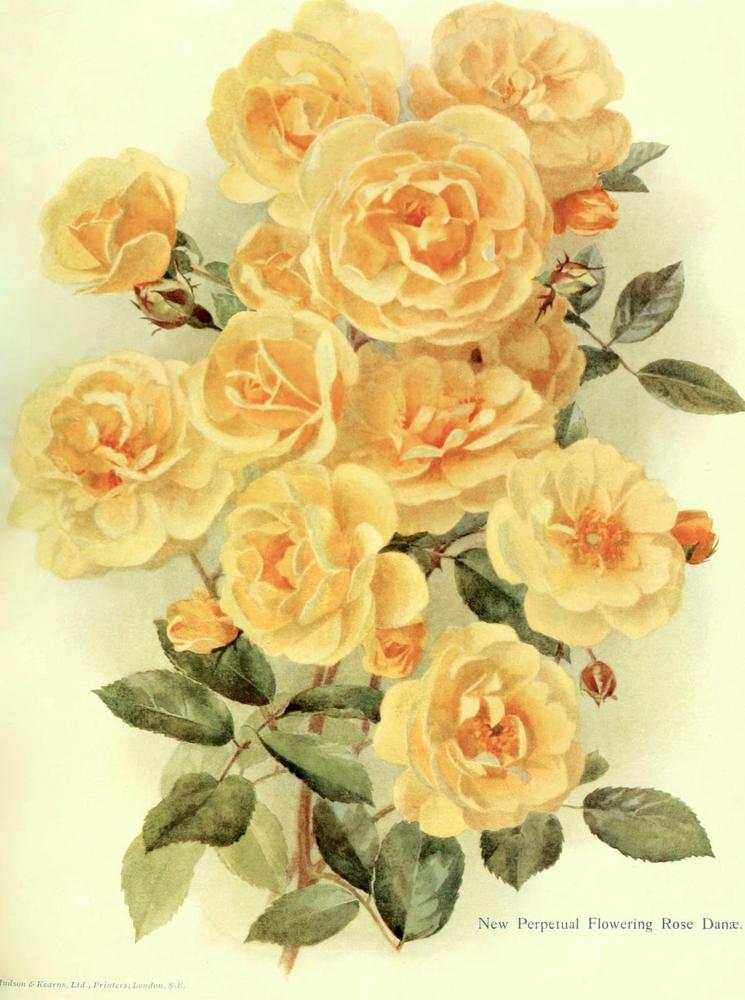 Hybrid Musk Rose (Rosa 'Danae') in the Roses Database - Garden.org