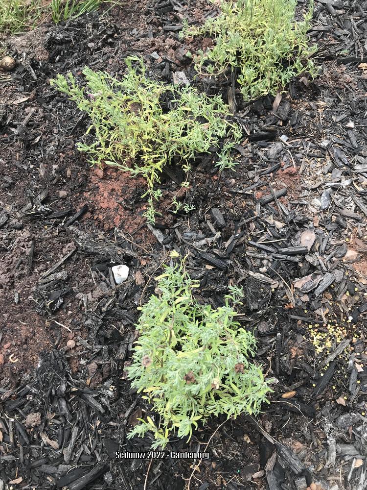 Photo of the entire plant of French Lavender (Lavandula stoechas ...